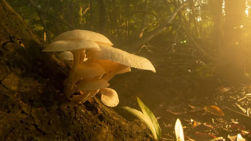 The rise of fungi in food innovation: Unveiling the future of ...
