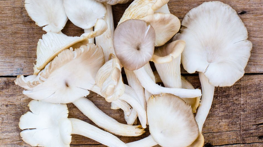 10 of the Most Common and Tastiest Types of Mushrooms | Mushrooms